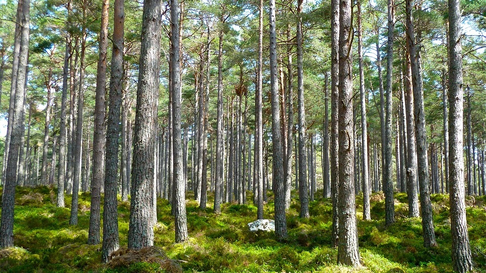 Biodiversità, nessuno in Europa ha una flora più ricca dell’Italia ...
