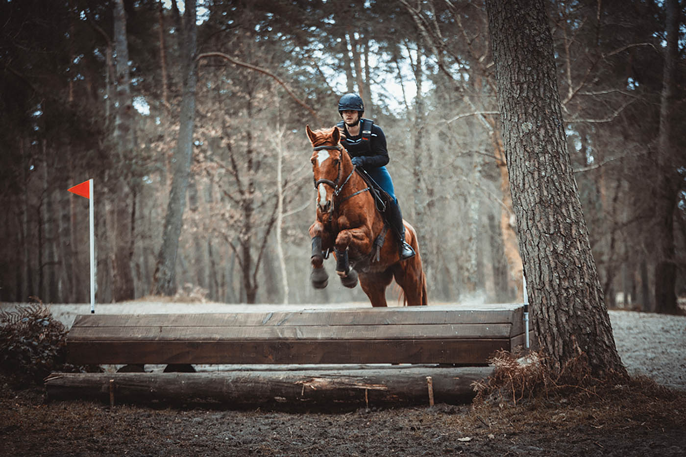 Entraînement cross et saut d'obstacles à Fontainebleau - Les Rouillons ...