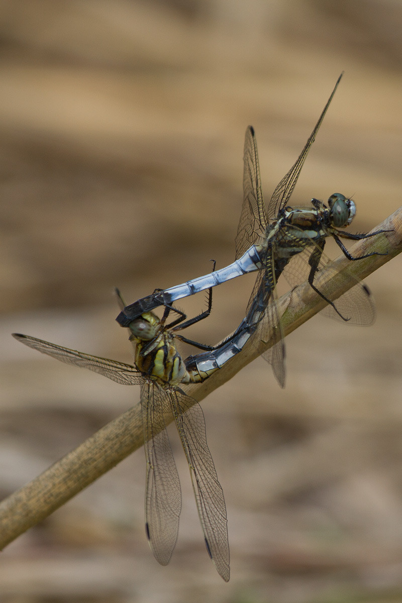 White-tailed Skimmer - Welcome to cuneodonata-en!