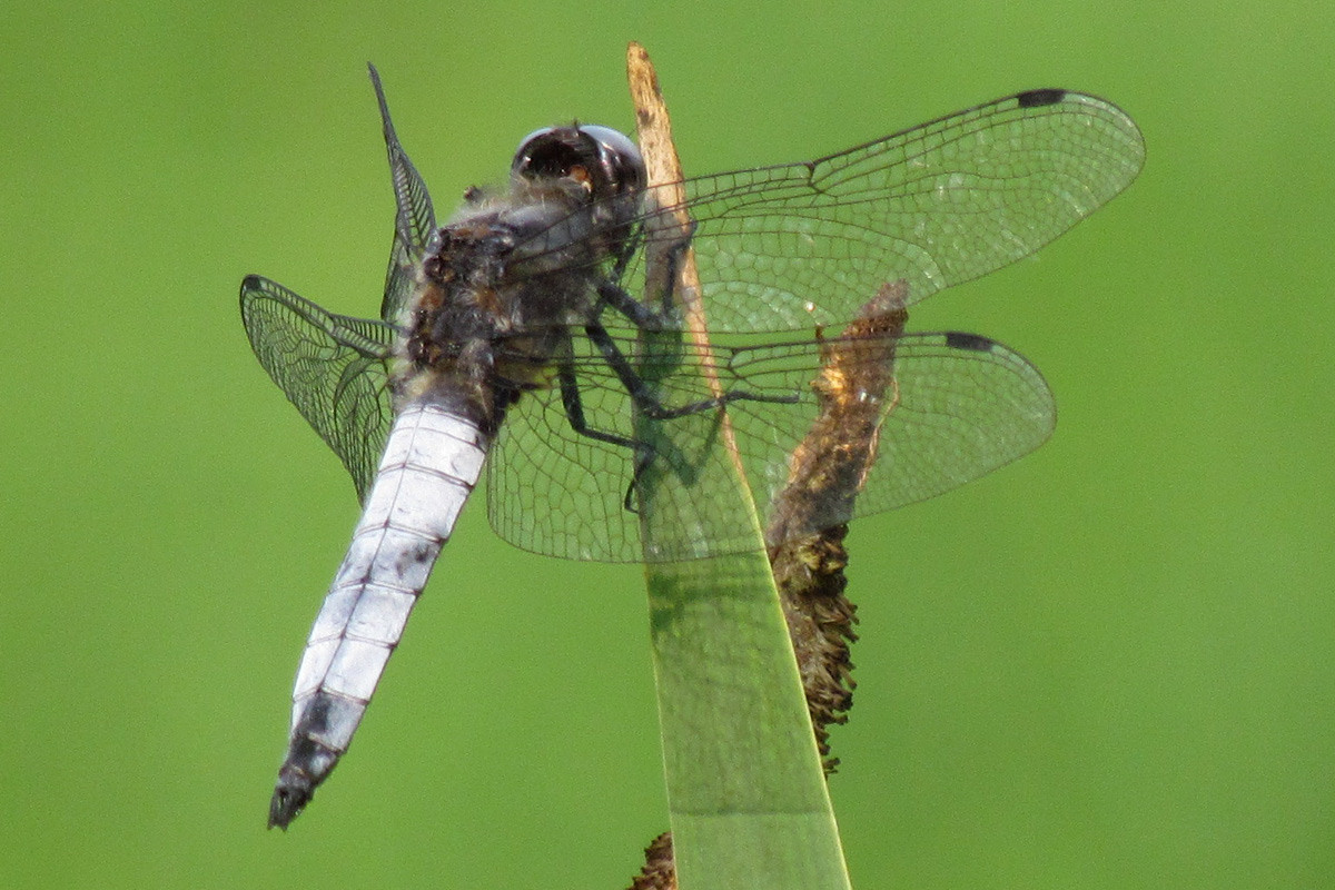 Blue Chaser - Welcome to cuneodonata-en!