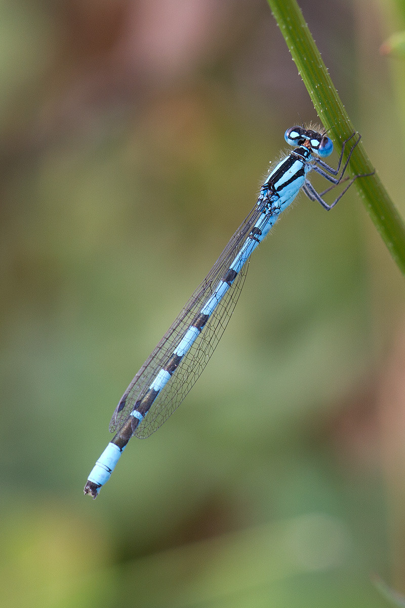 Common Bluet - Welcome to cuneodonata-en!