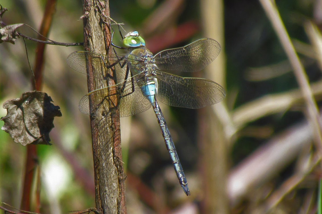 Lesser Emperor - Welcome to cuneodonata-en!