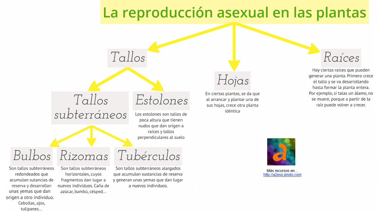 La ReproducciÓn Asexual En Las Plantas Esquema 2º Eso Actinteractiva