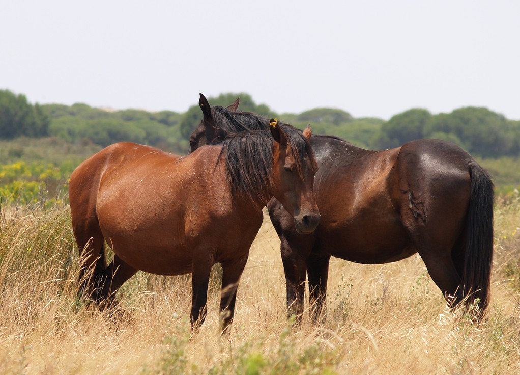 Proyecto de Biodiversidad Equina Iberoamericana/ Iberoamerican Equine ...
