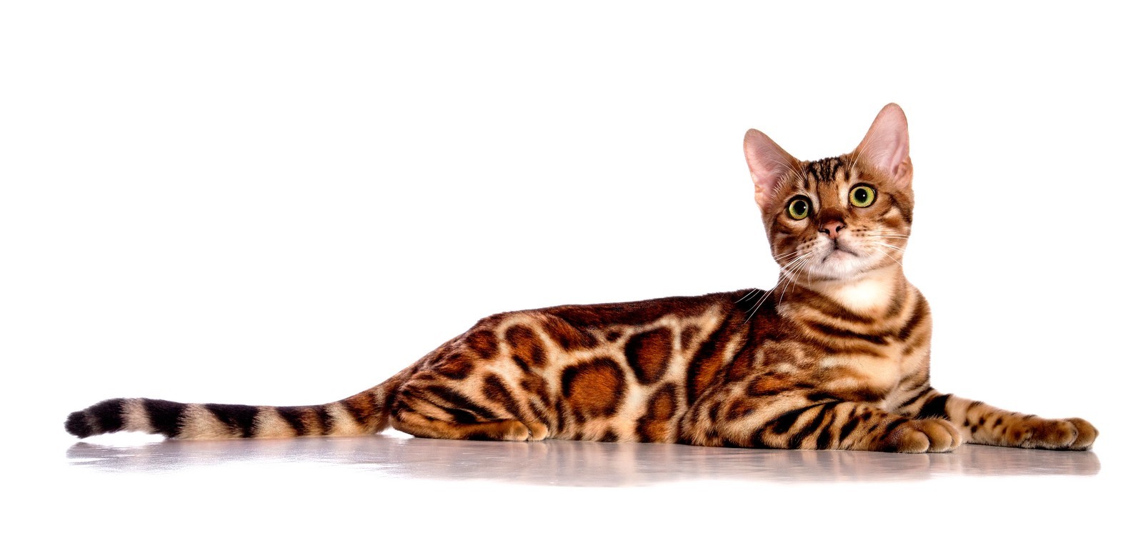Chats de race Bengal à vendre - Elevage Tribal Bengal