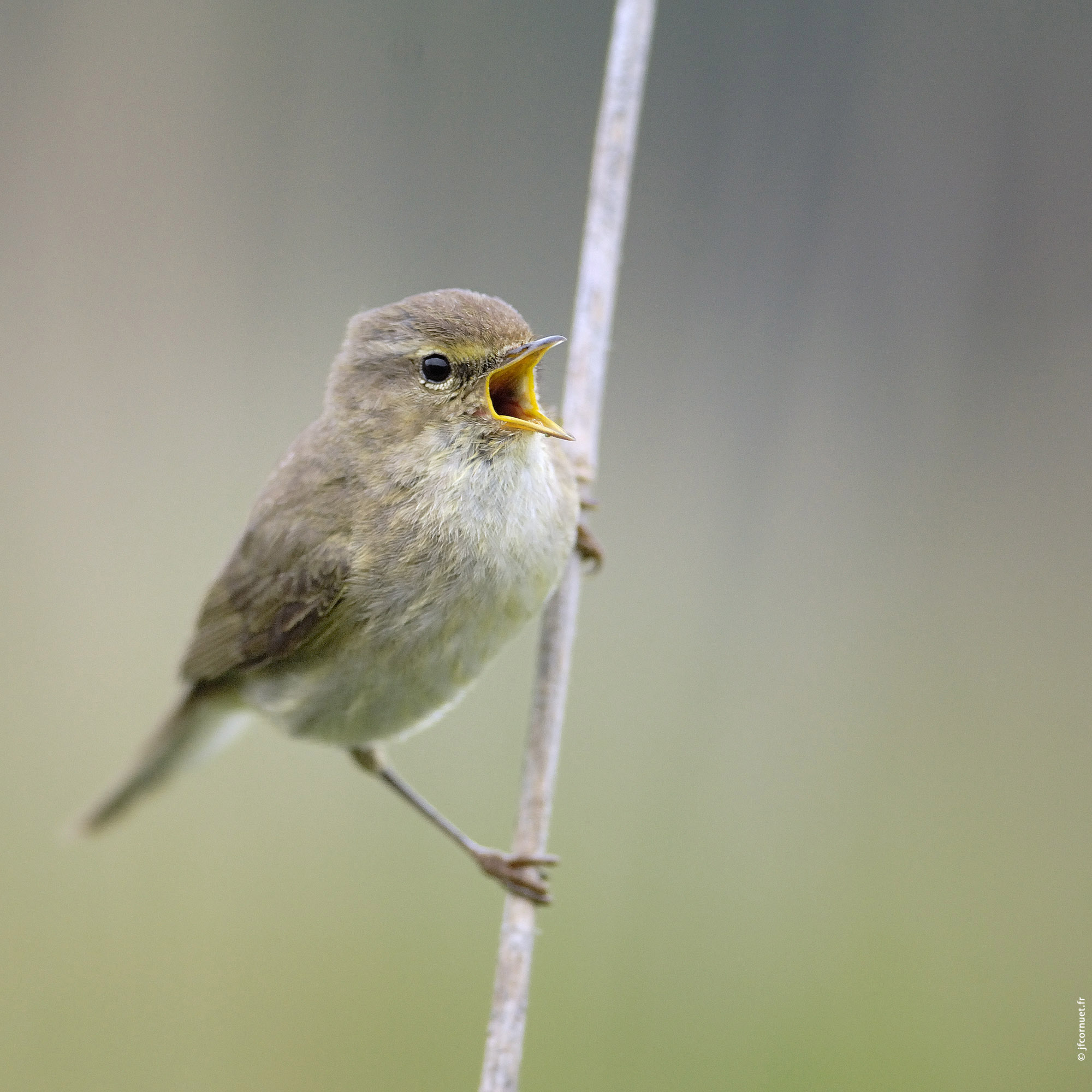 Pouillot véloce, Phylloscopus collybita, Common Chiffchaff, Zilpzalp ...