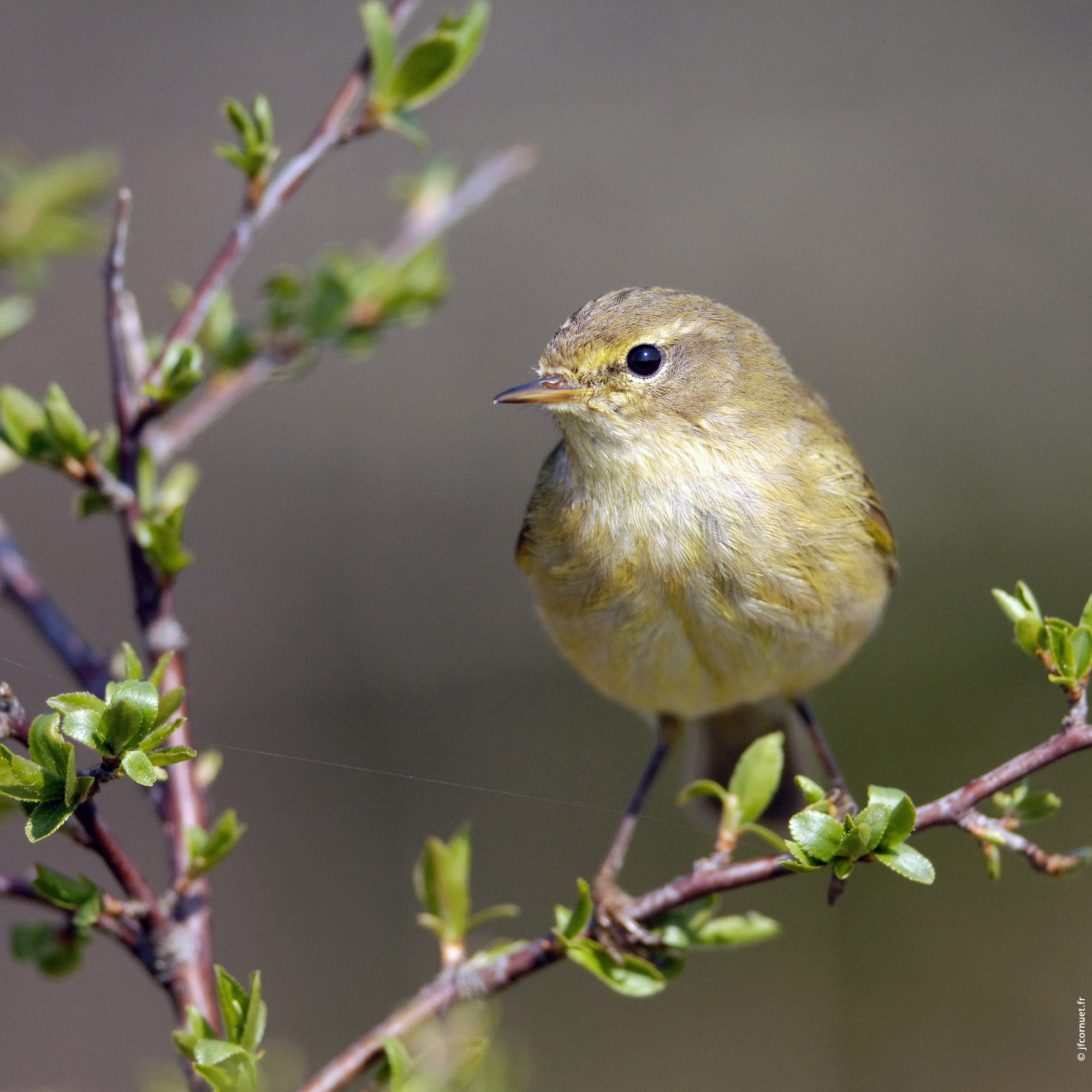 Pouillot véloce, Phylloscopus collybita, Common Chiffchaff, Zilpzalp ...