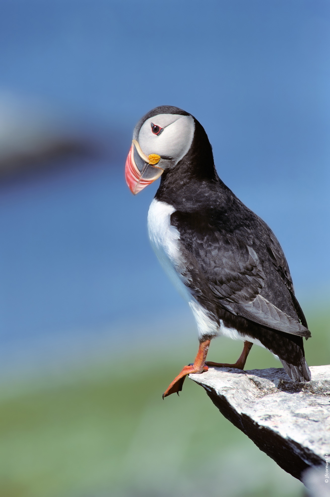 Macareux moine, Fratercula arctica, Atlantic Puffin, Papageitaucher ...