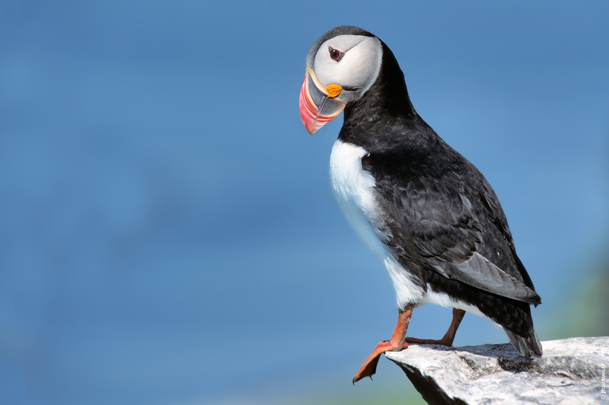 Macareux moine, Fratercula arctica, Atlantic Puffin, Papageitaucher ...