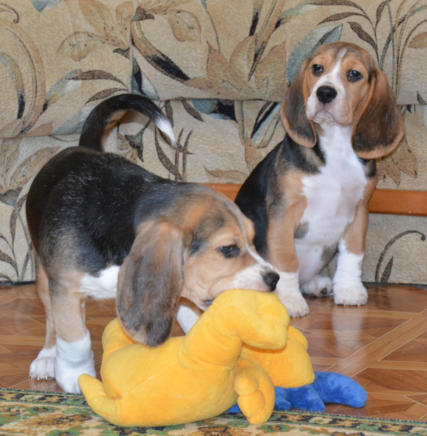 Heaven's Halberd Darling Joy - darlingjoy