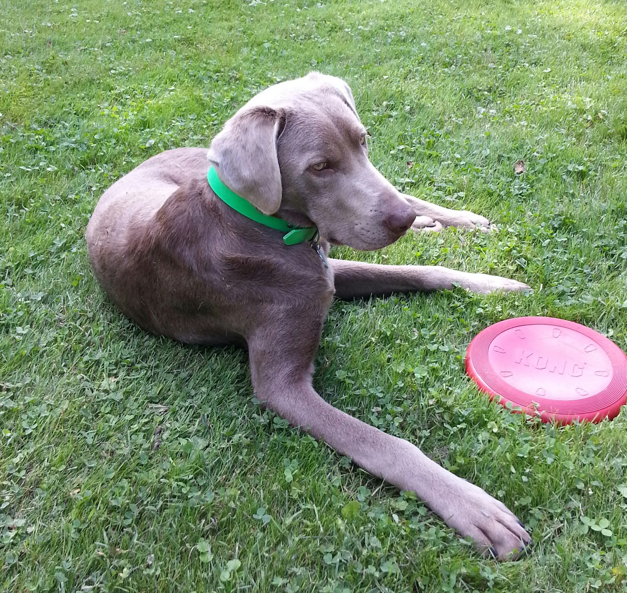 Spezifit t Einnahmen Betteln Cda Hund Therapie l Farbe F nfzig spezifit-t-einnahmen-betteln-cda-hund-therapie-l-farbe-f-nfzig