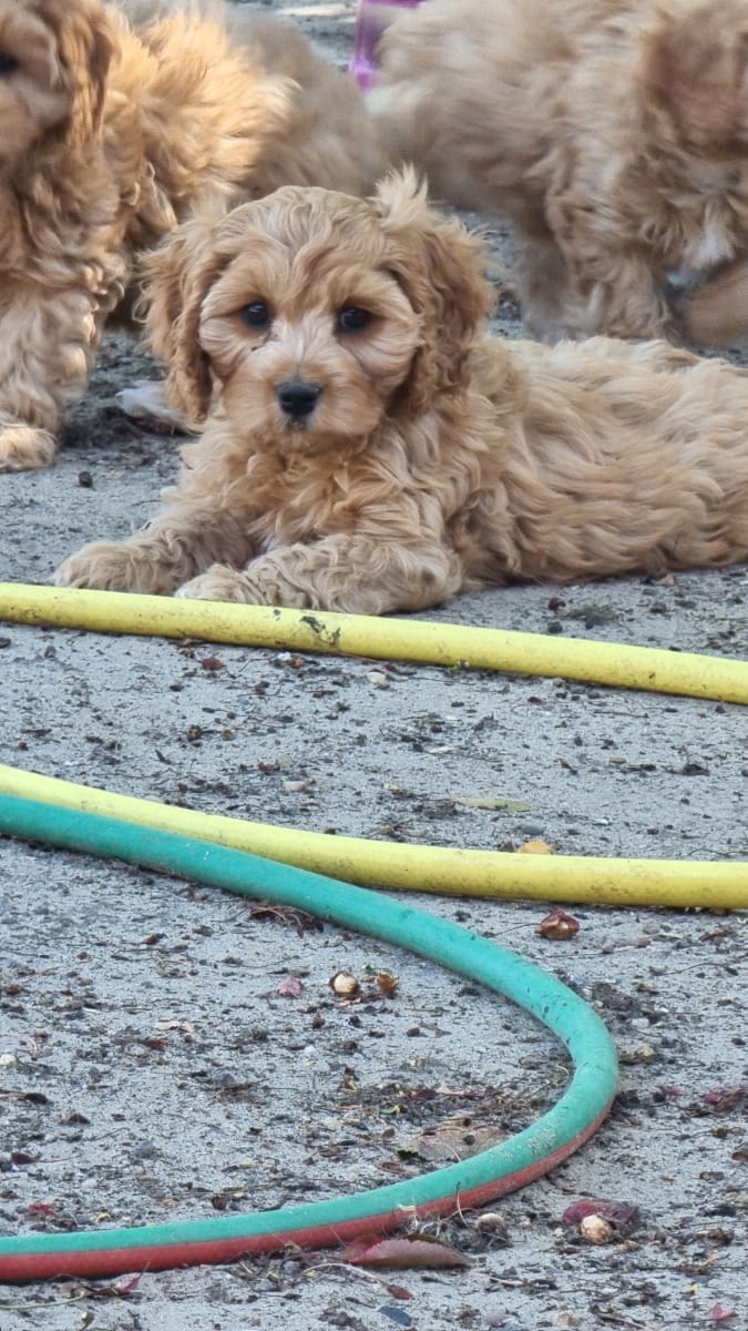 Welpen unserer Kinderstube - cavapoo-zuchts Webseite!