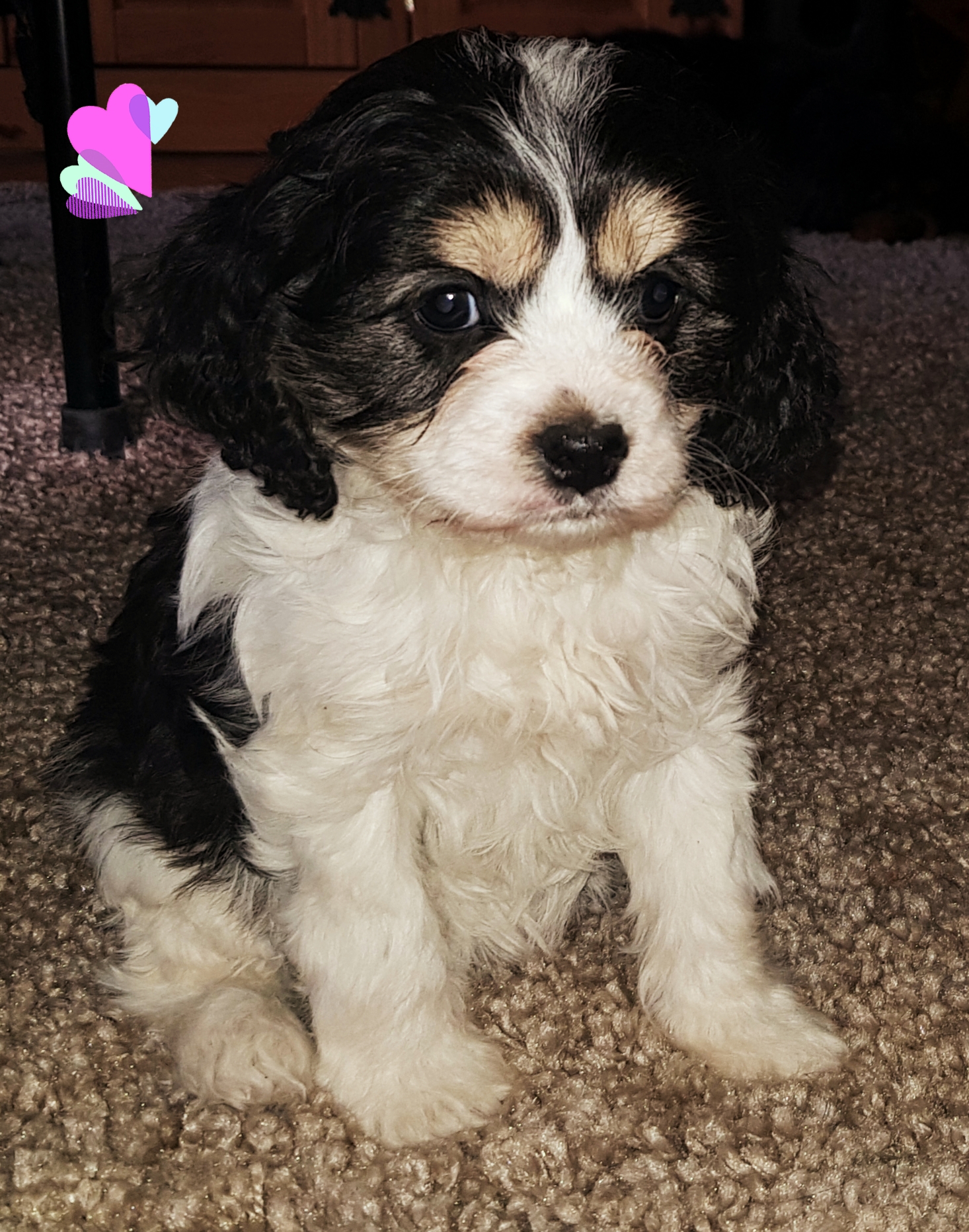 Welpen unserer Kinderstube - cavapoo-zuchts Webseite!