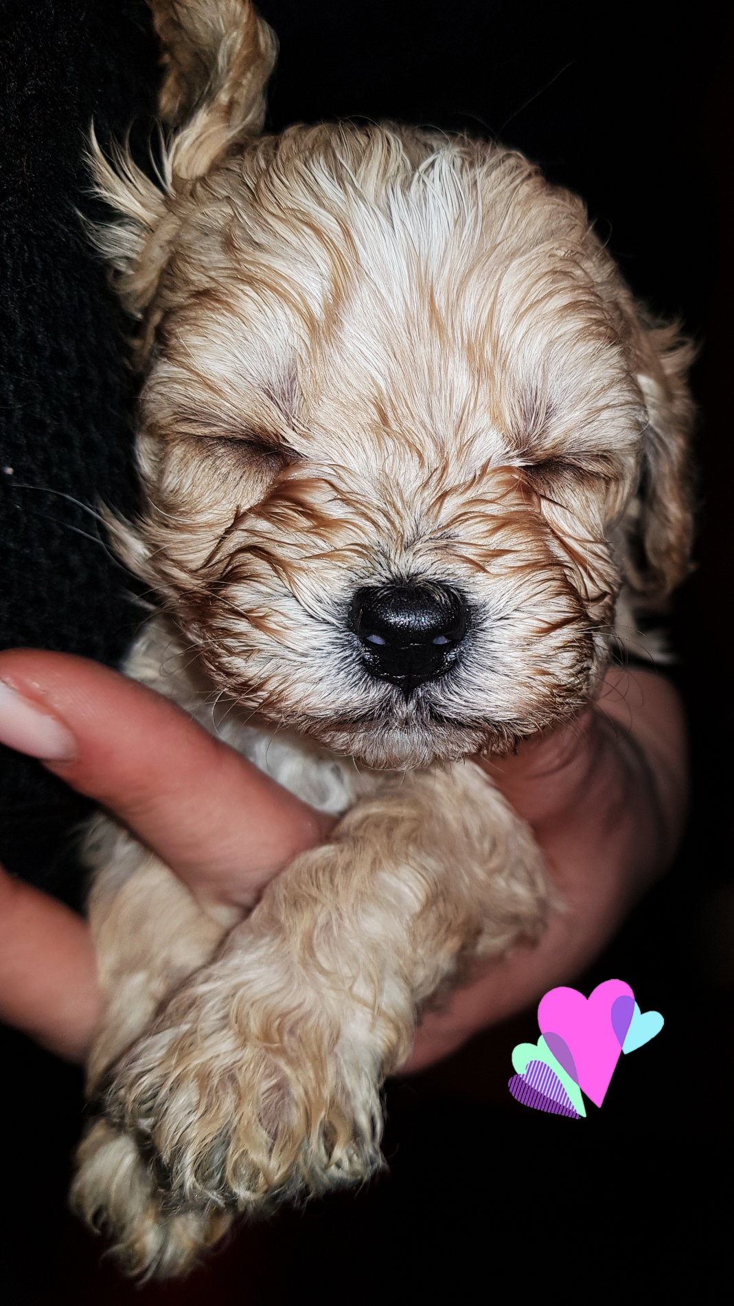 Welpen unserer Kinderstube - cavapoo-zuchts Webseite!