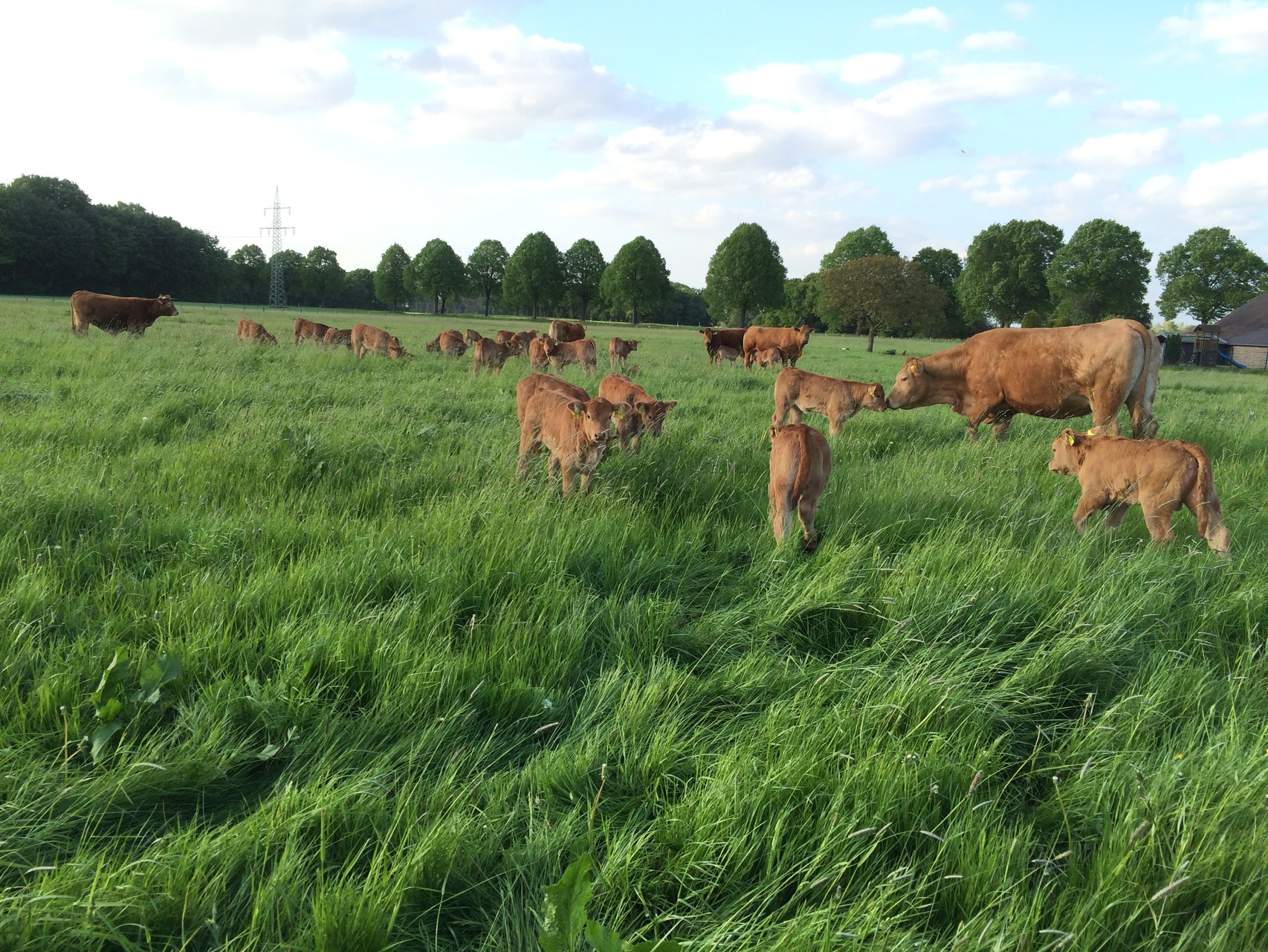 Unsere Weidehaltung - Biolandhof Frohnenbruch der Bioladen mit Bio Fleisch