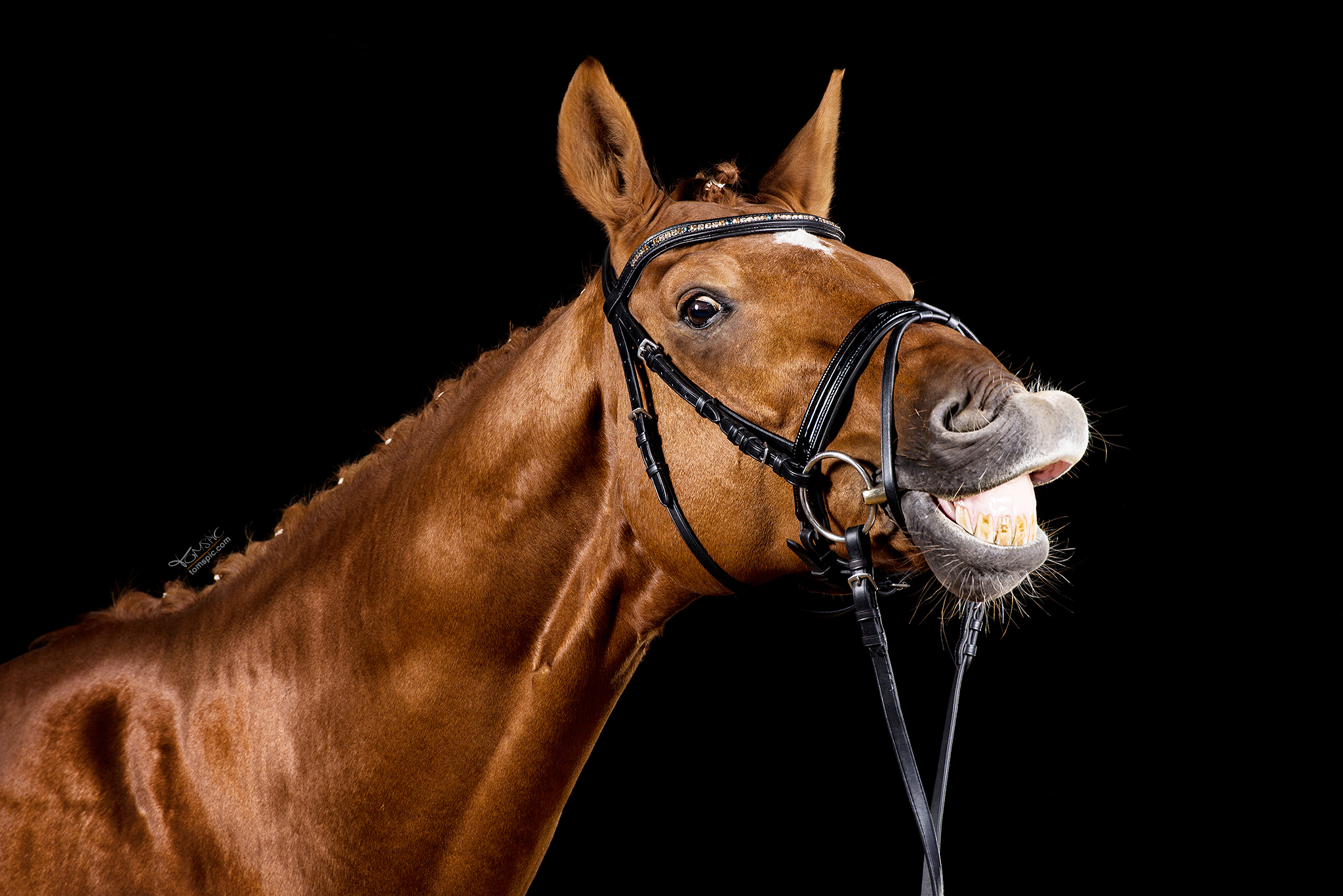 Professionelle Pferdefotografie - TOMsPiC