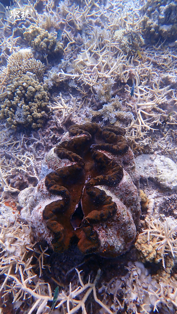 5D4N ON PALAU TRAVEL - Aqua Sir on the PALAU