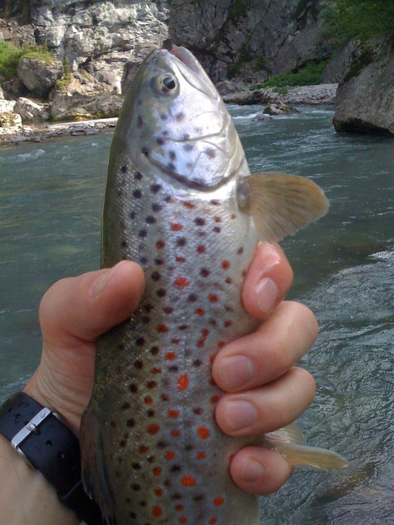 Lech River - Fischereiverein Lech