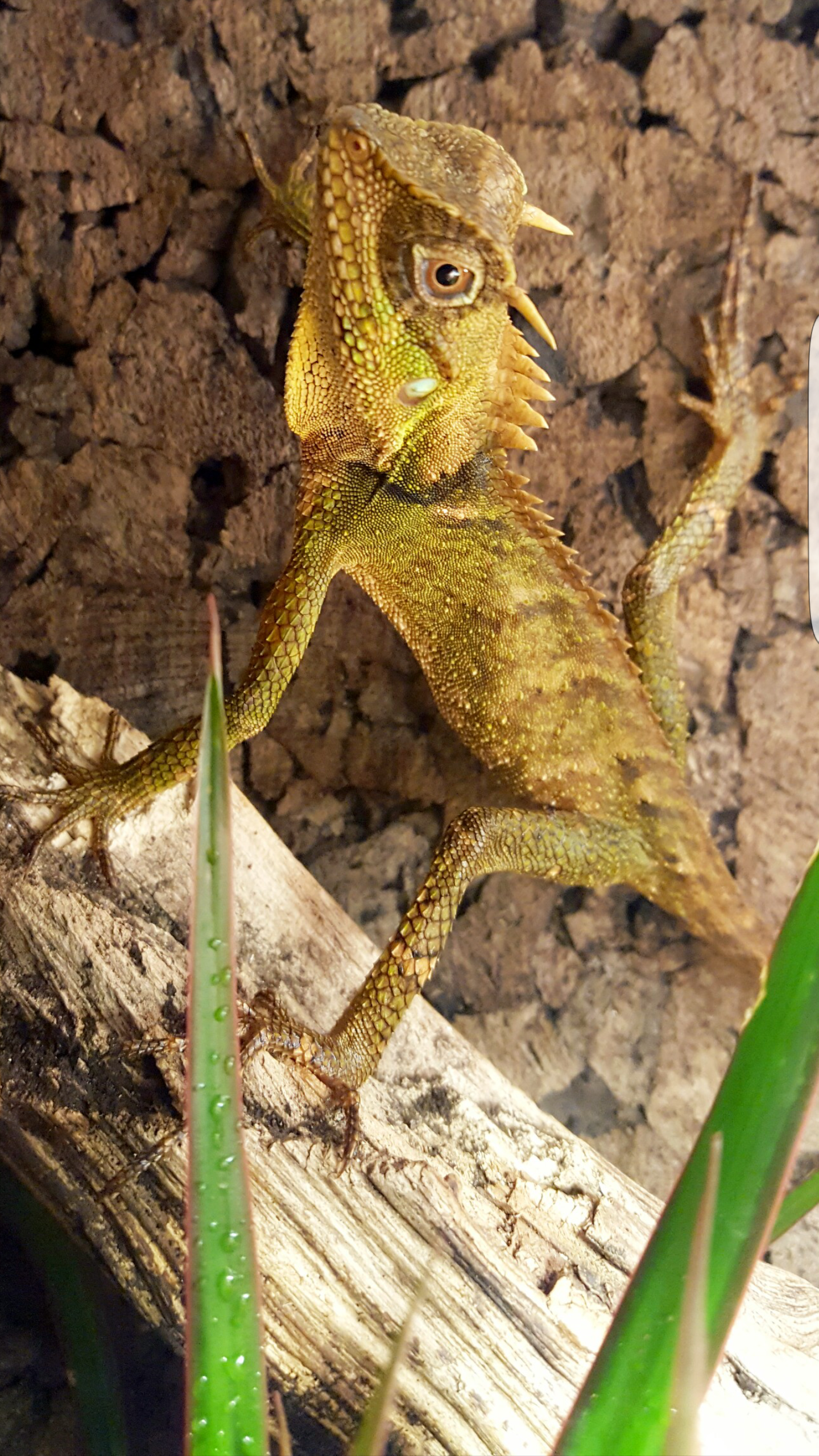 Acanthosaura nataliae - Zucht und Haltung australischer Warane und Echsen