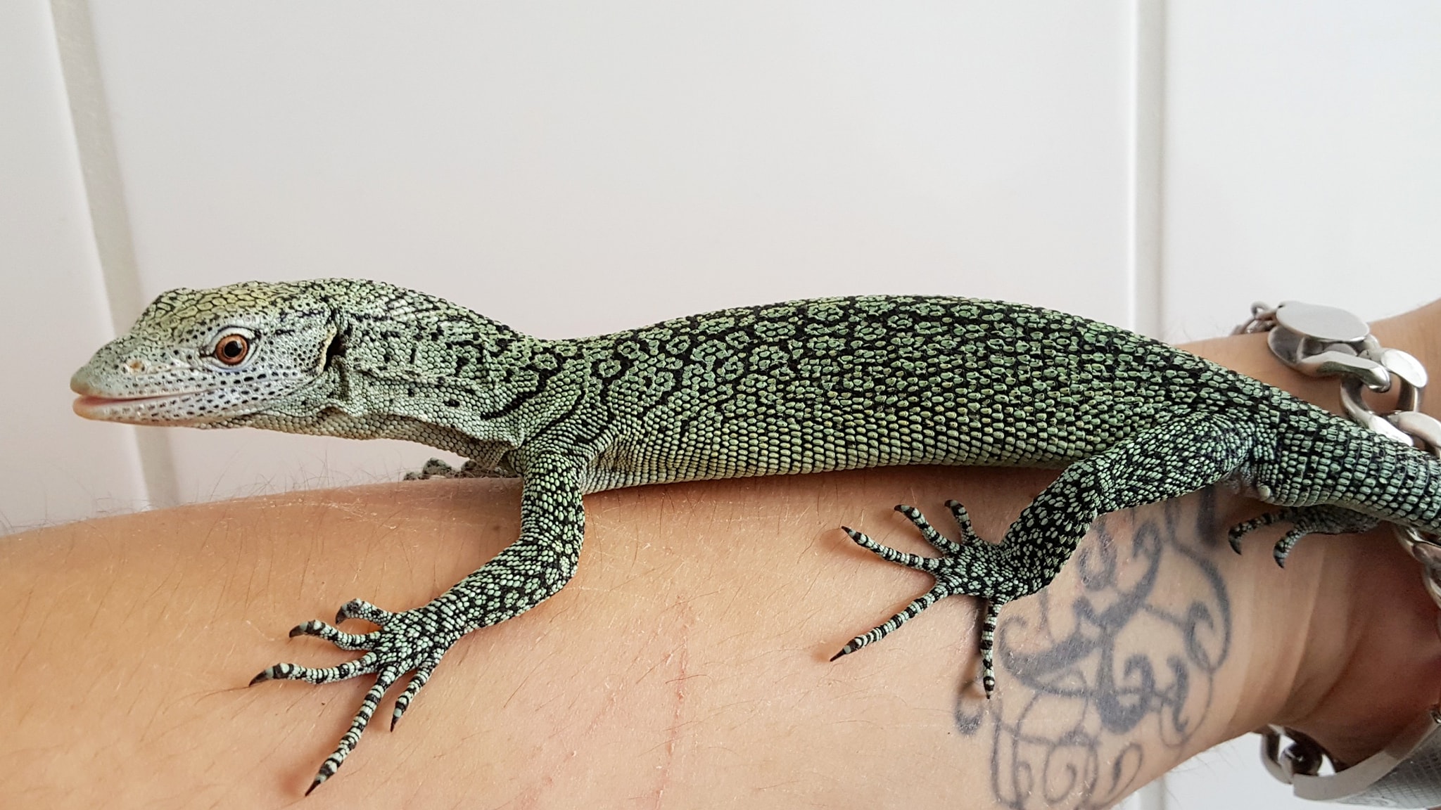Varanus kordensis - Zucht und Haltung australischer Warane und Echsen