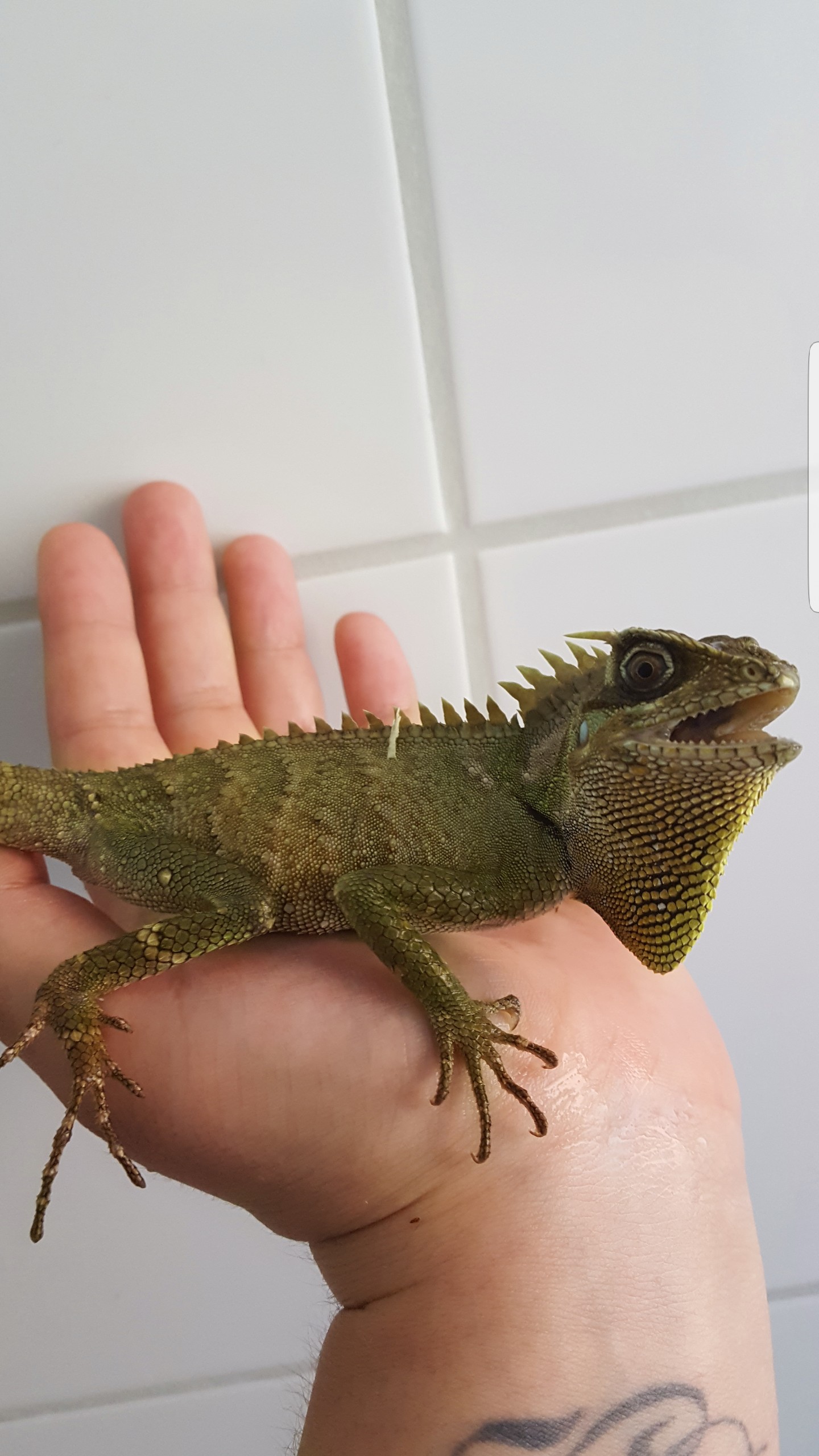 Acanthosaura nataliae - Zucht und Haltung australischer Warane und Echsen