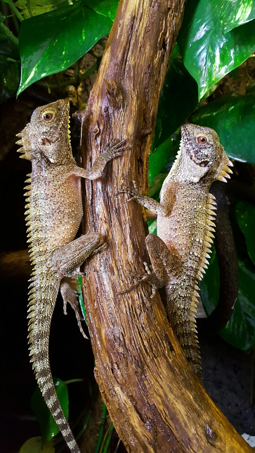 Hypsilurus dilophus - Zucht und Haltung australischer Warane und Echsen