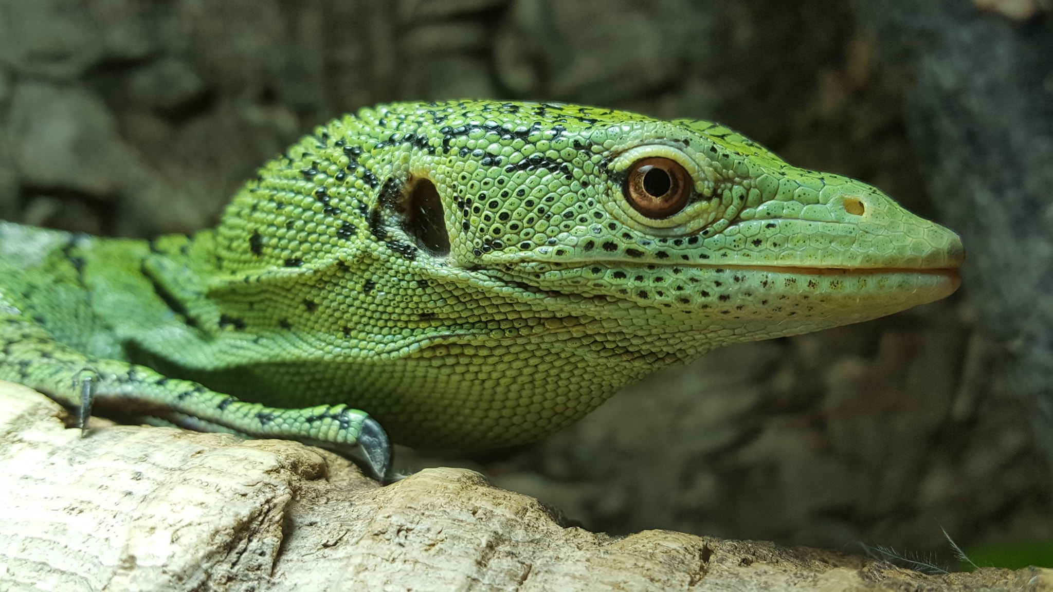 Varanus kordensis - Zucht und Haltung australischer Warane und Echsen