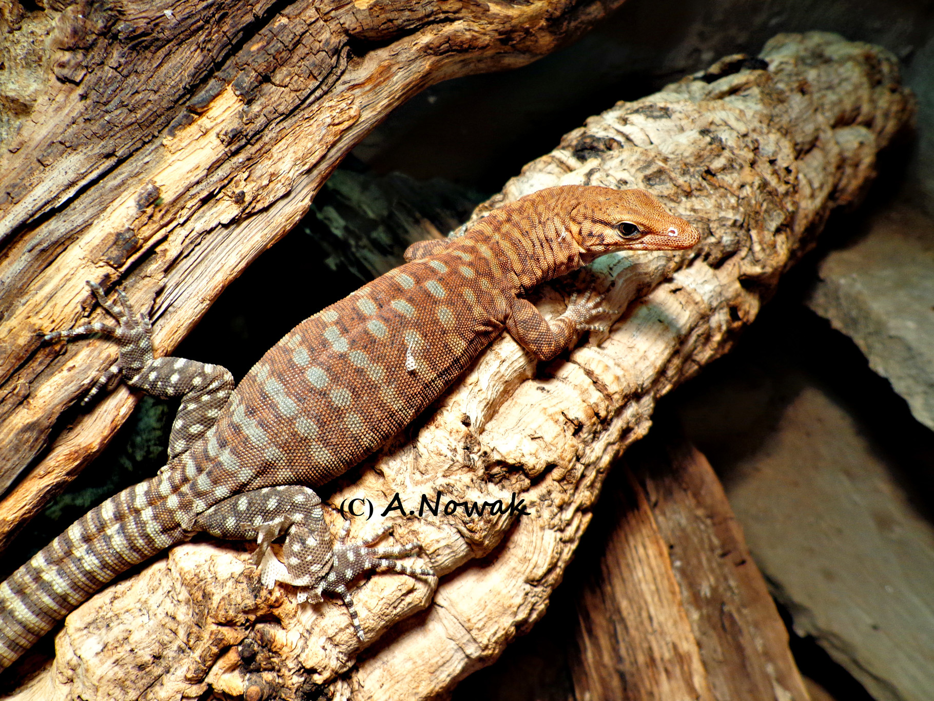 Haltung - Zucht und Haltung australischer Warane und Echsen