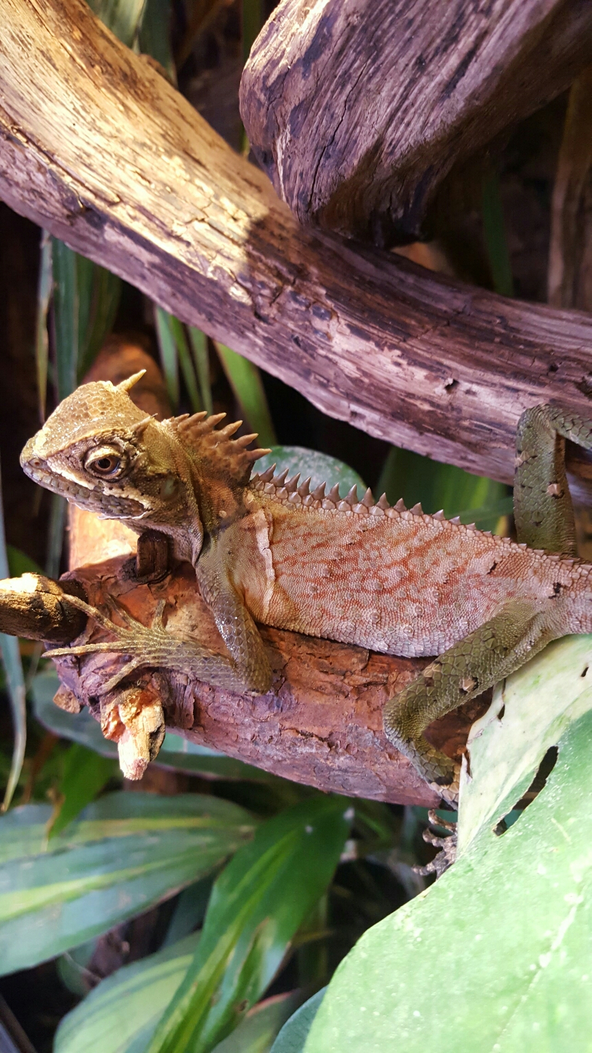 Acanthosaura nataliae - Zucht und Haltung australischer Warane und Echsen