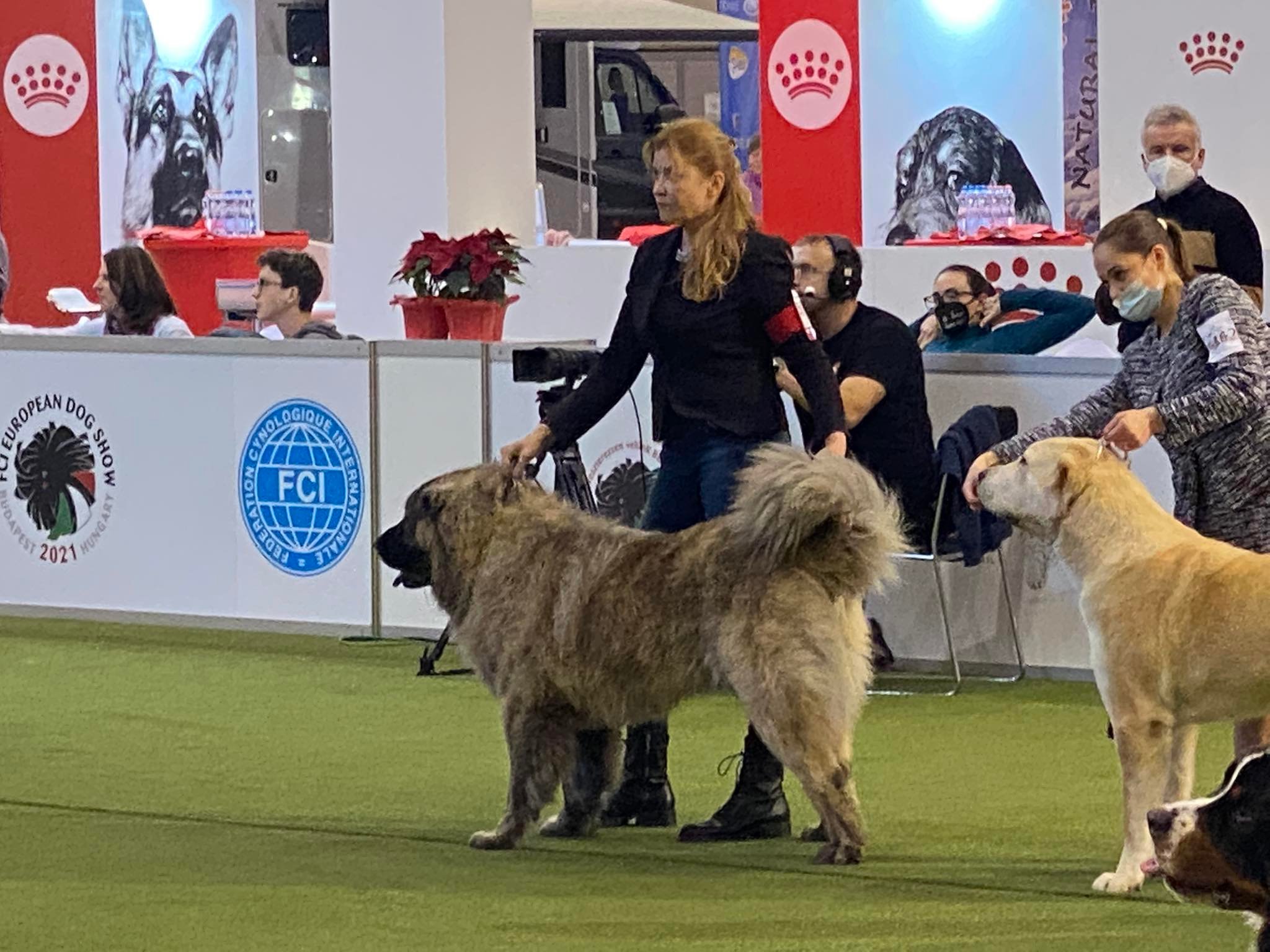 Ruski Izvor kennel - caucasian shepherd dogs, central asian shepherd ...