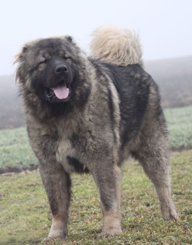 Caucasian shepherd / Kavkaski ovcari - Odgajivacnica Ruski Izvor ...