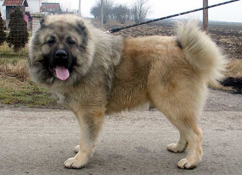 Kavkaski ovcar - Odgajivacnica Ruski Izvor - kavkaski ovcari i ...