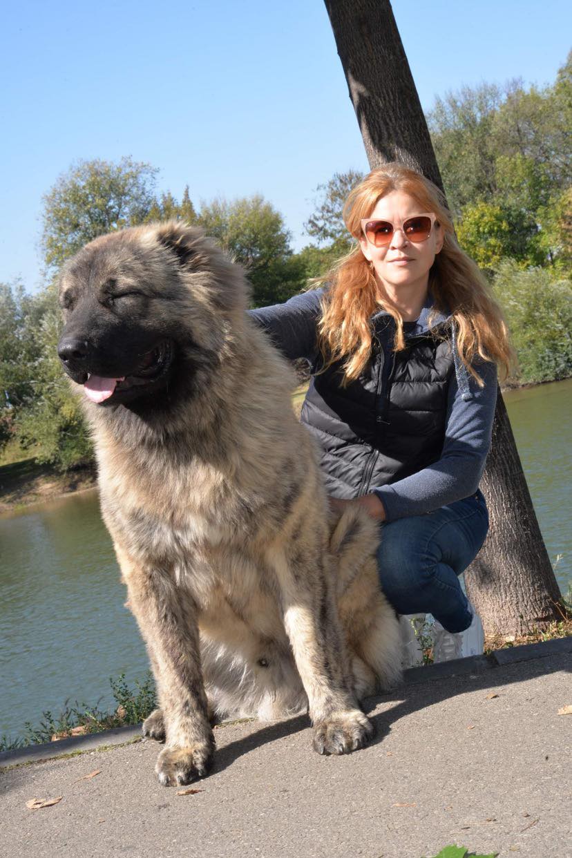 Ruski Izvor kennel - caucasian shepherd dogs, central asian shepherd ...