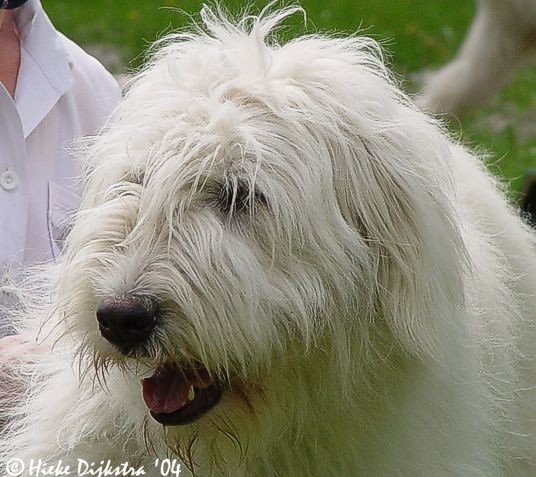 Juznoruski ovcar - Odgajivacnica Ruski Izvor - kavkaski ovcari i ...