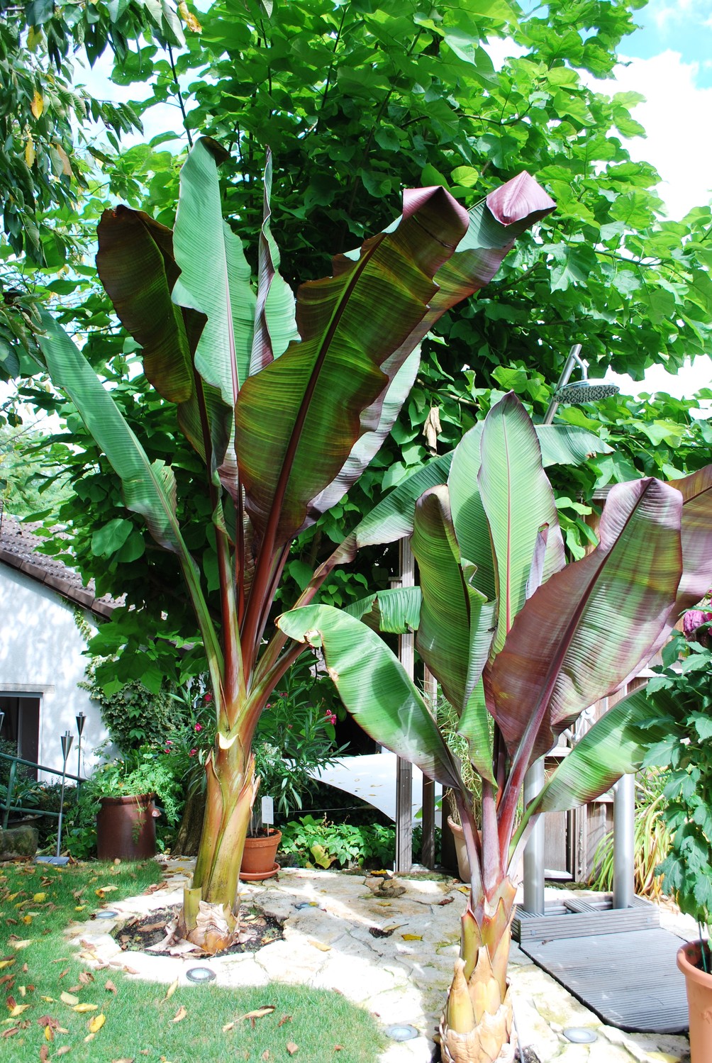 Ensete Ventricosum Maurelii - lustaufgarten
