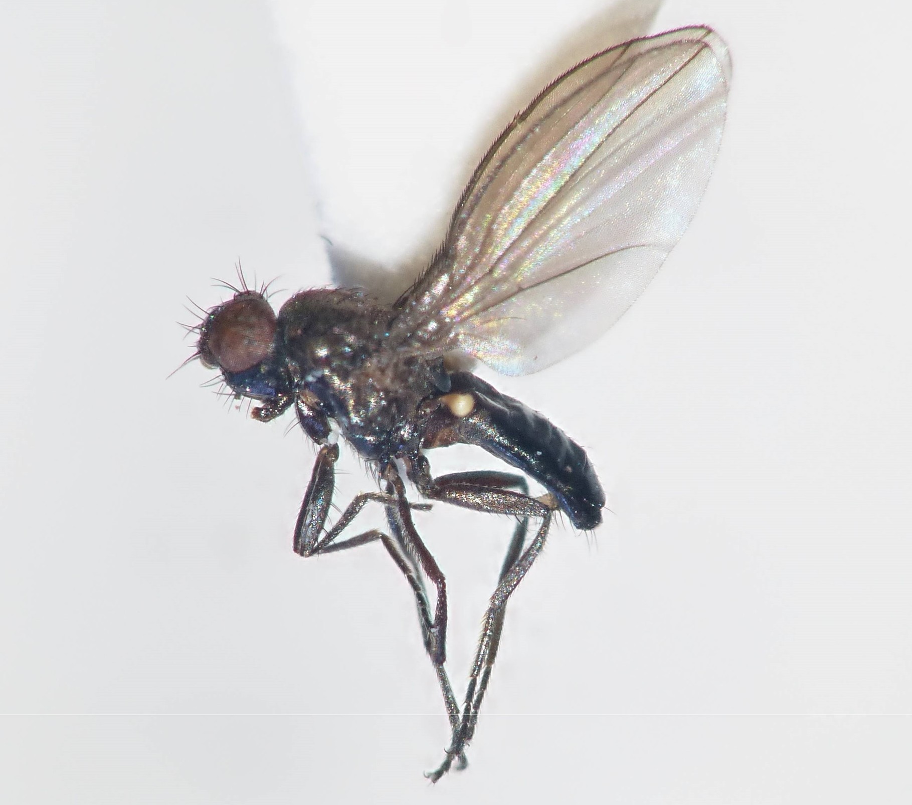チスイコバエ科（チビコバエ科） Carnidae - 知られざる双翅目のために - Information on Diptera of Japan