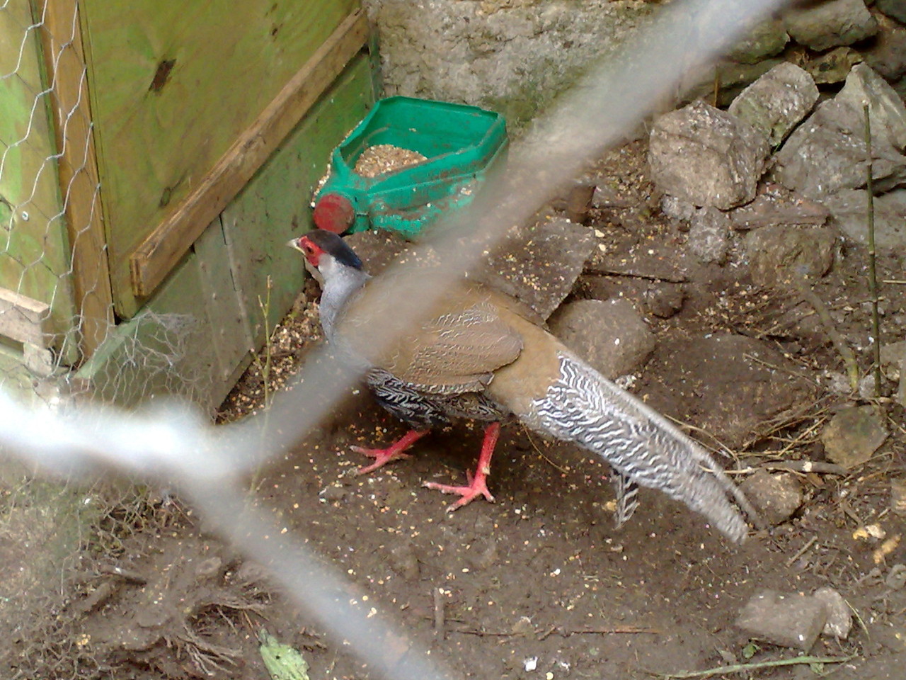 FAISANES - La Granja de Sobaler