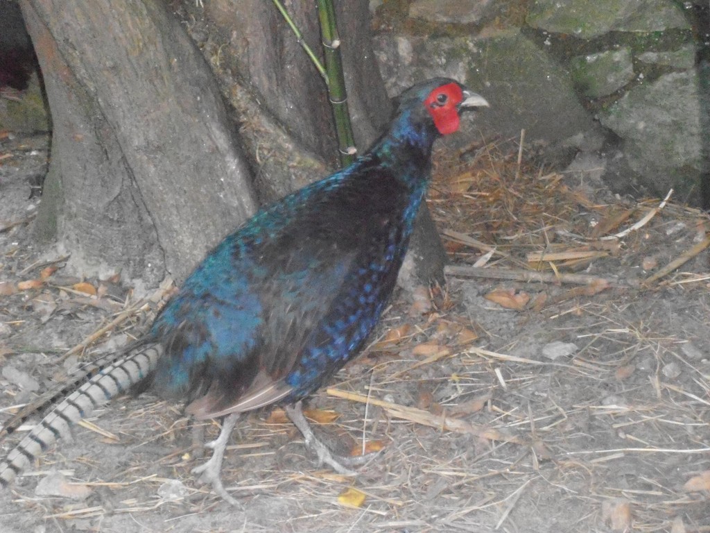 FAISANES - La Granja de Sobaler