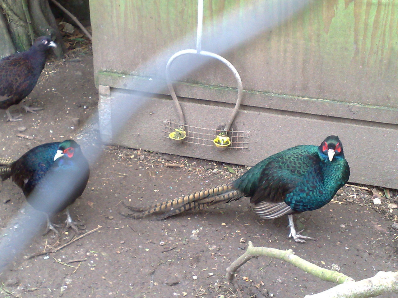 FAISANES - La Granja de Sobaler