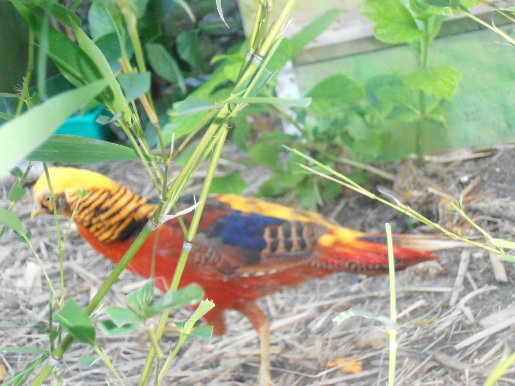 FAISANES - La Granja de Sobaler