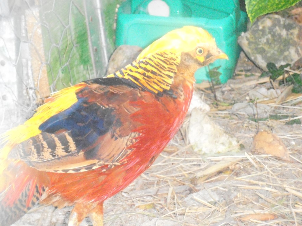 FAISANES - La Granja de Sobaler