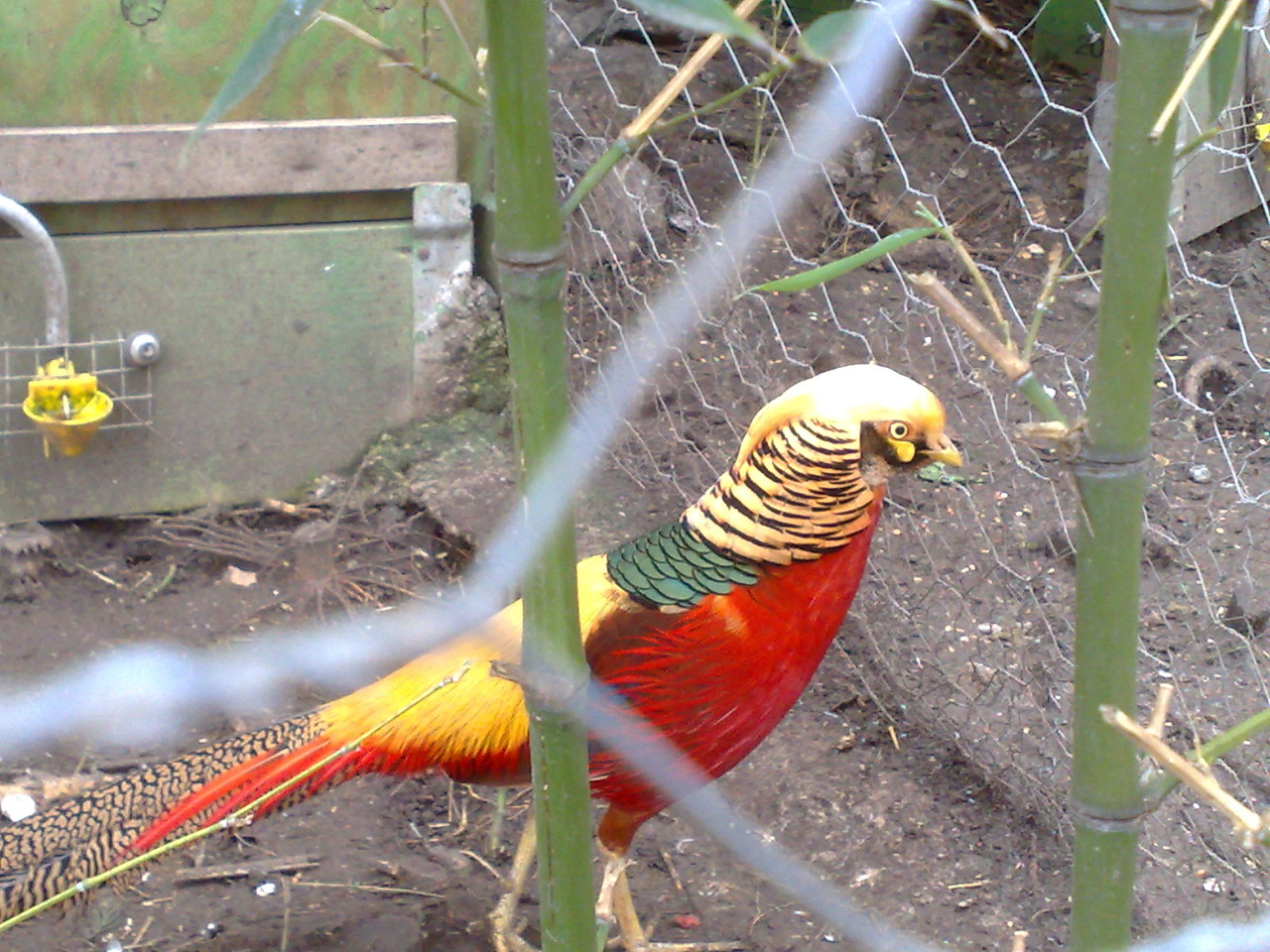 FAISANES - La Granja de Sobaler