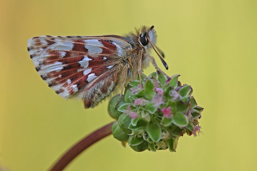Dickkopf - BIOfreak.de