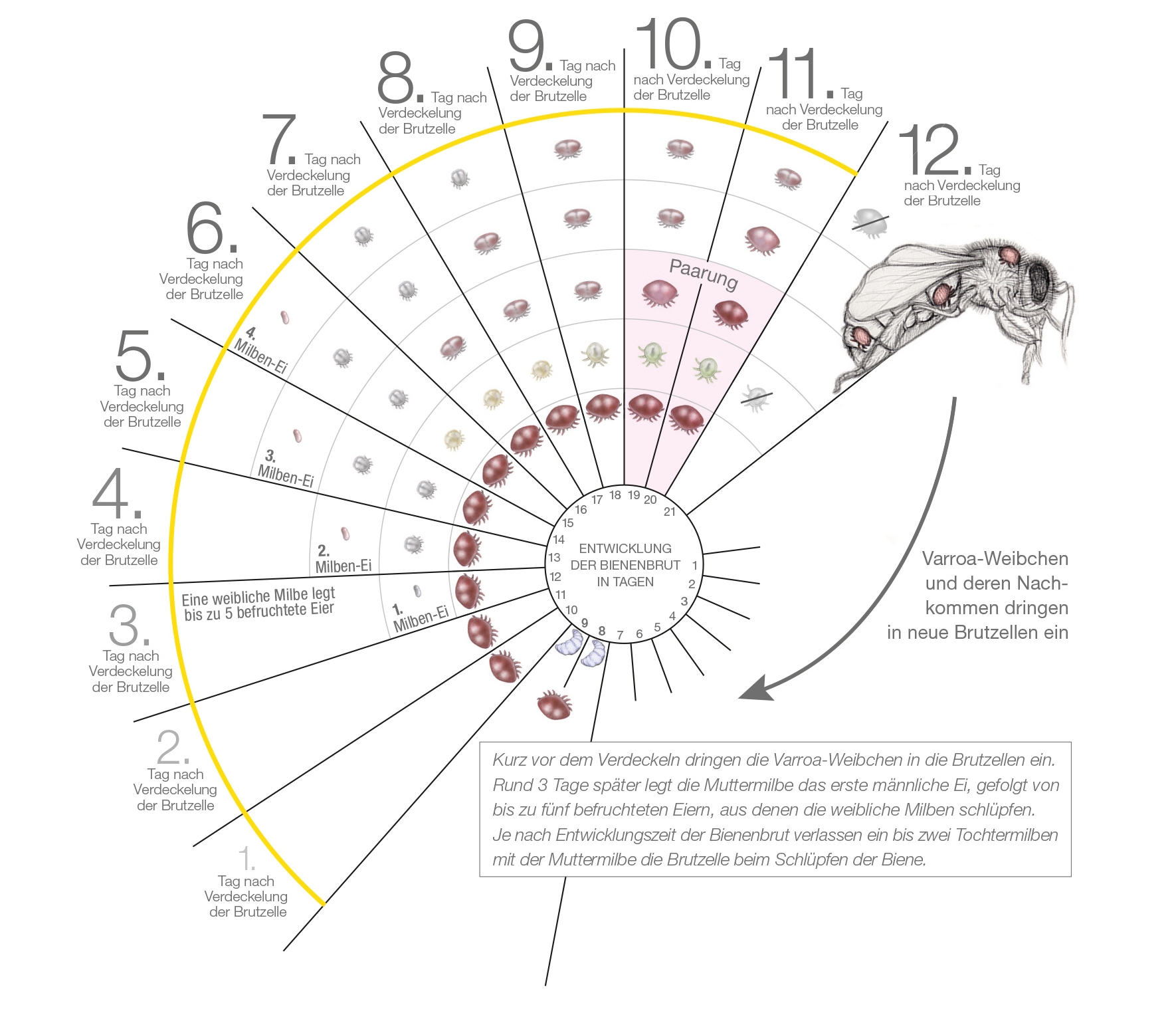Die Varroamilbe - der staatsfeind nummer 1 - Imkerei Schwieder