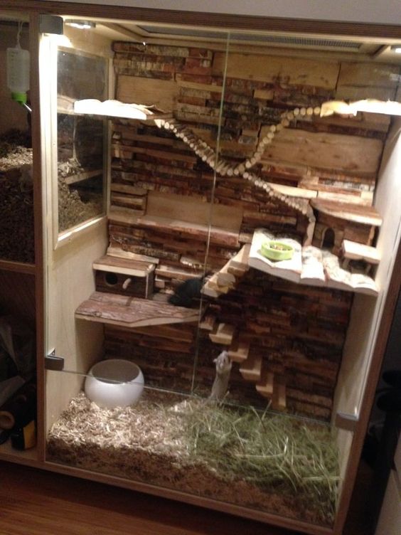 Degoe's - Knaagdierenopvang Knibbels