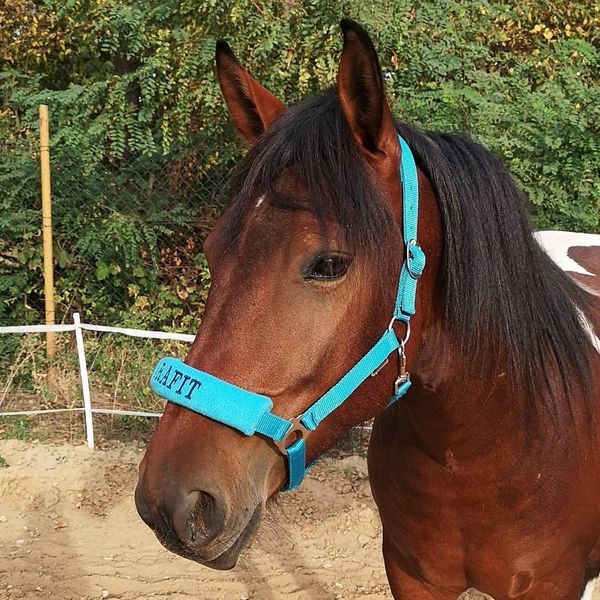 Pferdehalfter mit Namen - Halfter mit Namen