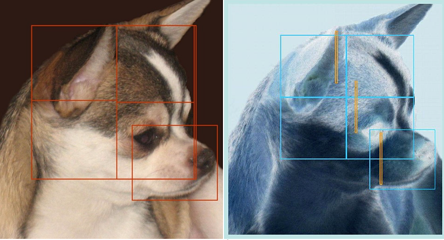 -BREED STANDARD- - chihuahuaworld