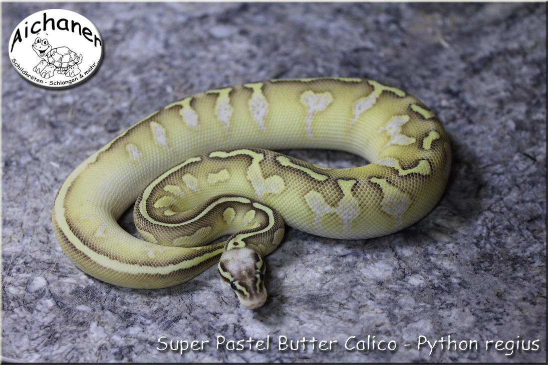 Butter Calico Super Pastel - Aichaner