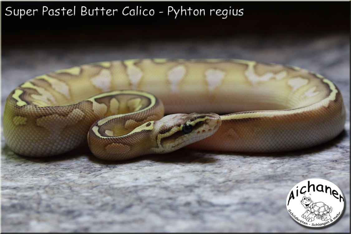 Butter Calico Super Pastel - Aichaner
