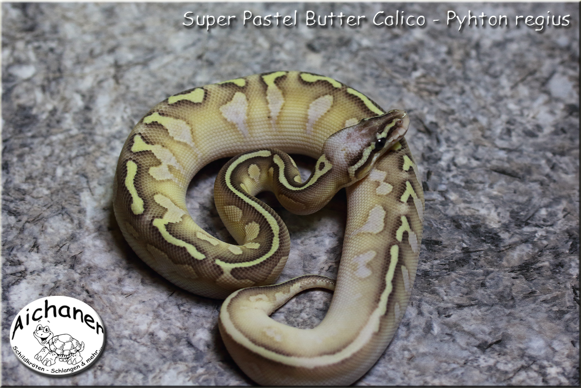 Butter Calico Super Pastel - Aichaner